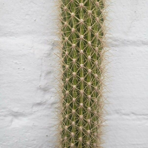 Arrojadoa Rhodantha Plant Care & How to Grow, Water