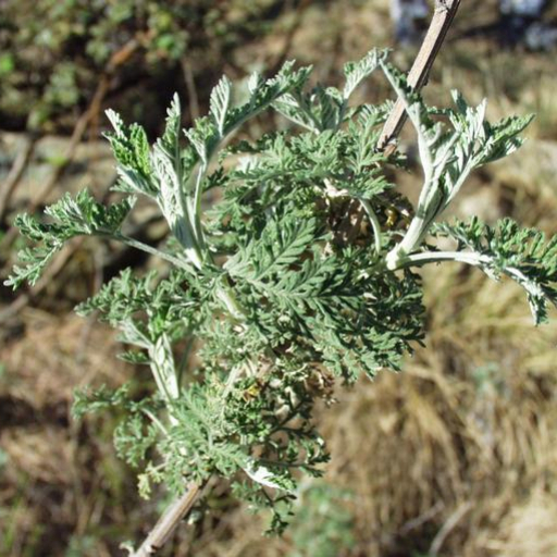 African Wormwood (Artemisia Afra) Plant Care & How to Grow, Water
