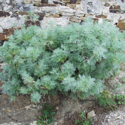 Tree Wormwood (Artemisia Arborescens) Plant Care & How to Grow, Water
