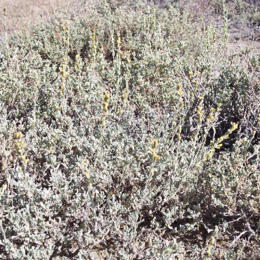 Little Sagebrush (Artemisia Arbuscula) Plant Care & How to Grow, Water
