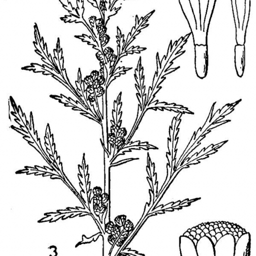 Biennial Wormwood (Artemisia Biennis) Plant Care & How to Grow, Water