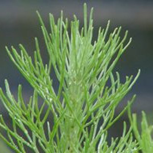 California Sagebrush Plant Care & How to Grow, Water