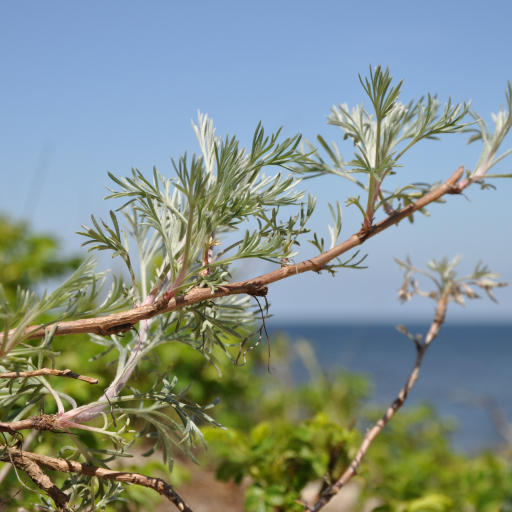 Field Wormwood (Artemisia Campestris) Plant Care & How to Grow, Water