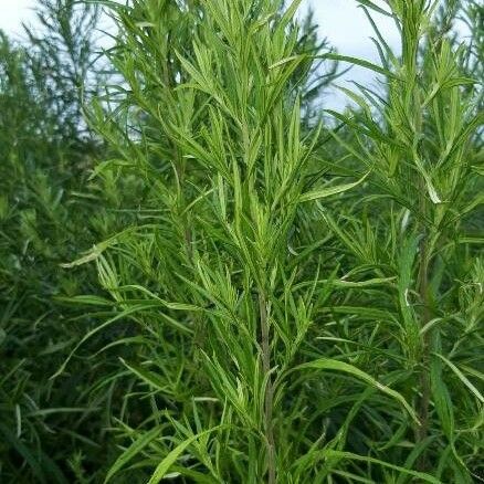 Mugwort (Artemisia Dubia) Plant Care & How to Grow, Water
