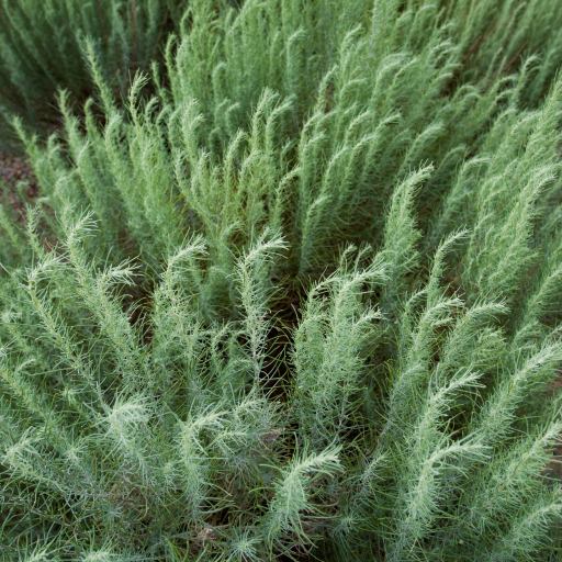Sand Sagebrush (Artemisia Filifolia) Plant Care & How to Grow, Water