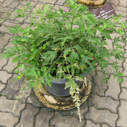 White Mugwort (Artemisia Lactiflora) Plant Care & How to Grow, Water