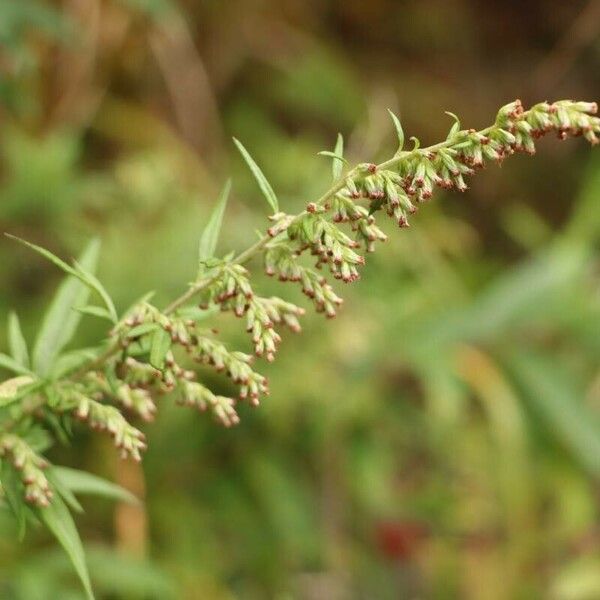 Fedde's Wormwood (Artemisia Lancea) Plant Care & How to Grow, Water