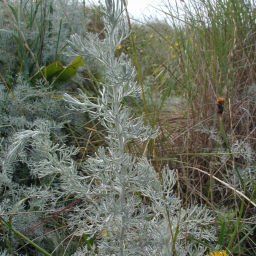 Sea Wormwood (Artemisia Maritima) Plant Care & How to Grow, Water
