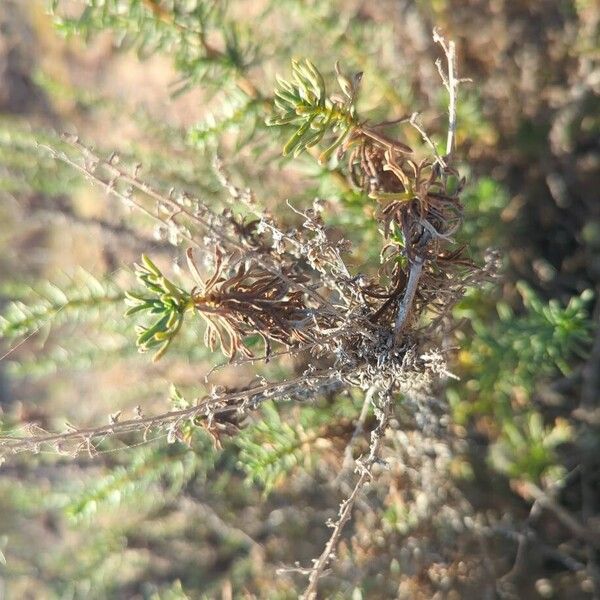 Artemisia Monosperma Plant Care & How to Grow, Water