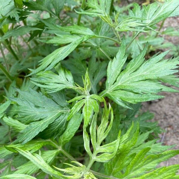 Montane Wormwood (Artemisia Montana) Plant Care & How to Grow, Water