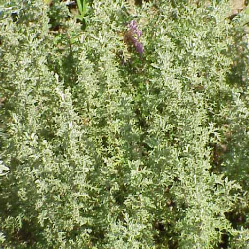 Roman Wormwood (Artemisia Pontica) Plant Care & How to Grow, Water