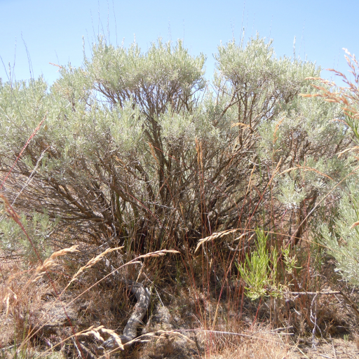 Three-Tip Sagebrush (Artemisia Tripartita) Plant Care & How to Grow, Water