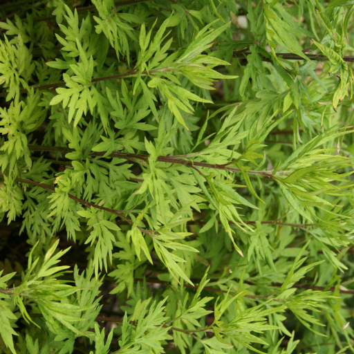 Mugwort (Artemisia Verlotiorum) Care Guide: Water, Soil & Propagation ...