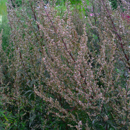 Mugwort (Artemisia Vulgaris) Plant Care & How to Grow, Water