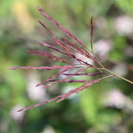 Small Carpetgrass (Arthraxon Hispidus) Plant Care & How to Grow, Water