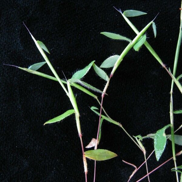 Arthraxon Lancifolius Plant Care & How to Grow, Water