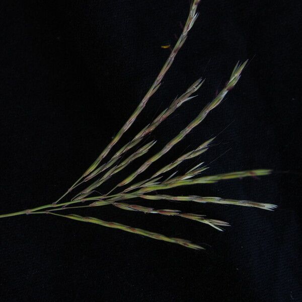 Arthraxon Prionodes Plant Care & How to Grow, Water