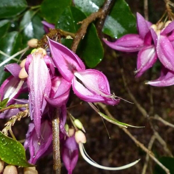 Arthroclianthus Balansae Care Guide: Water, Soil & Propagation - Plantiary