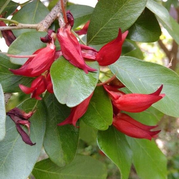 Arthroclianthus Sanguineus Plant Care & How to Grow, Water