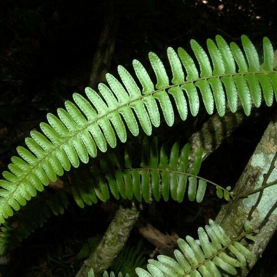 Arthropteris Neocaledonica Plant Care & How to Grow, Water