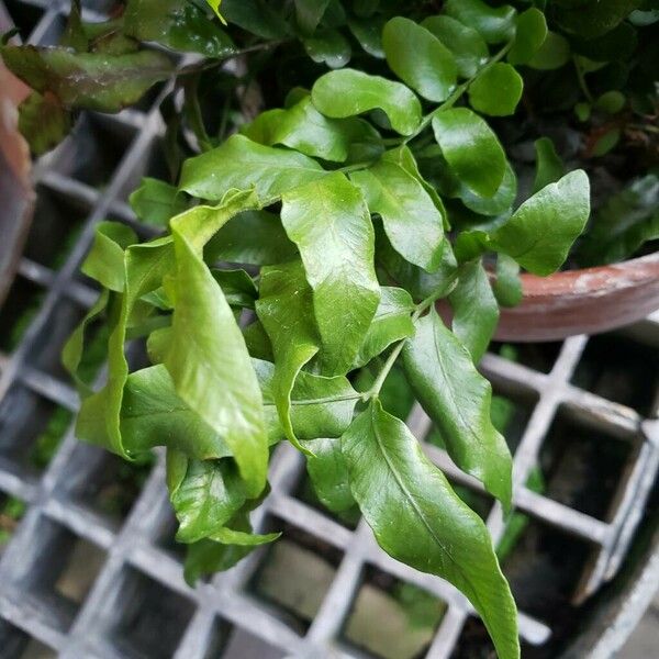 Jointed Fern (Arthropteris Tenella) Plant Care & How to Grow, Water
