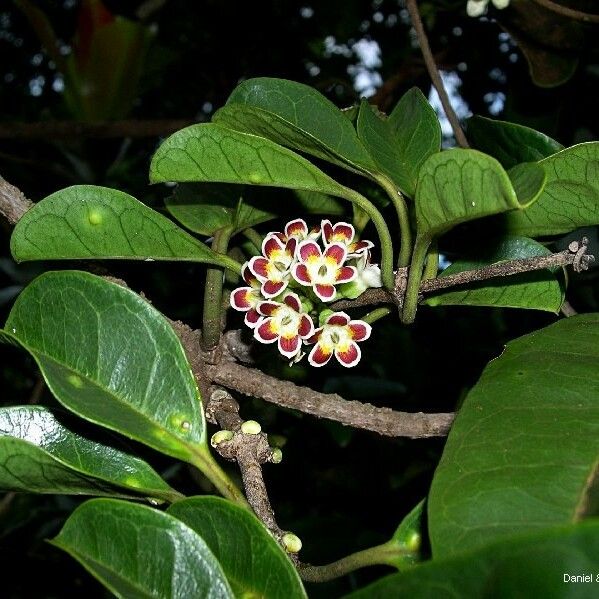 Artia Francii Care Guide: Water, Soil & Propagation - Plantiary