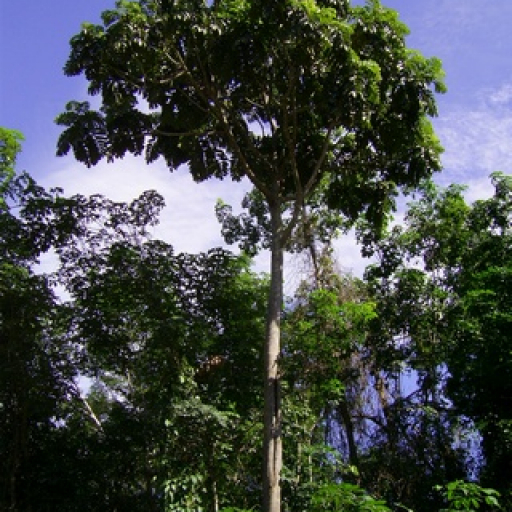 Entawak (Artocarpus Anisophyllus) Plant Care & How to Grow, Water