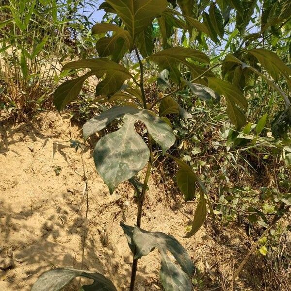 Chaplash (Artocarpus Chama) Plant Care & How to Grow, Water