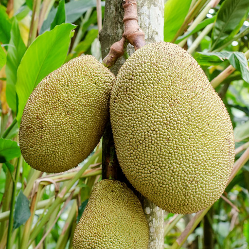 Jackfruit (Artocarpus Heterophyllus) Plant Care & How to Grow, Water
