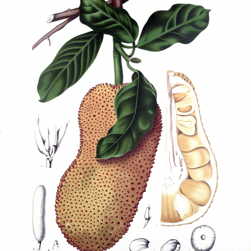 Chempedak (Artocarpus Integer) Plant Care & How to Grow, Water