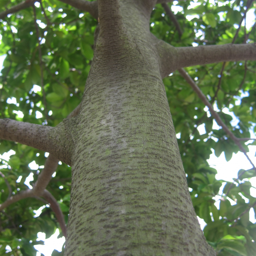 Artocarpus (Artocarpus Nitidus) Plant Care & How to Grow, Water