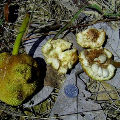 Marang (Artocarpus Odoratissimus) Plant Care & How to Grow, Water