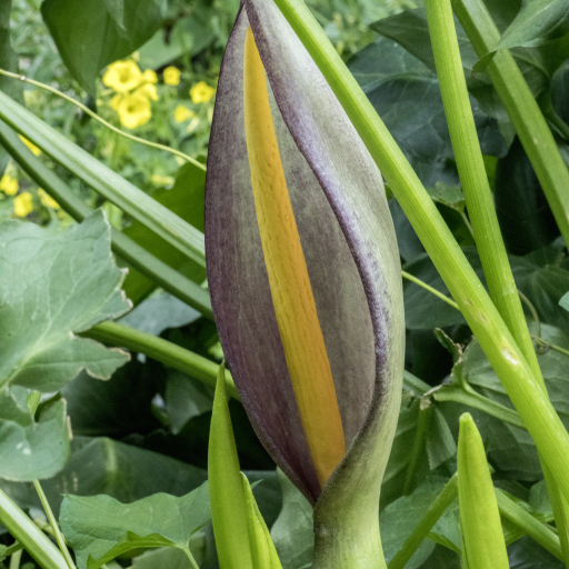 Elaborated Arum (Arum Concinnatum) Plant Care & How to Grow, Water