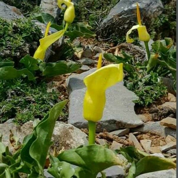 Arum (Arum Creticum) Care Guide: Water, Soil & Propagation - Plantiary
