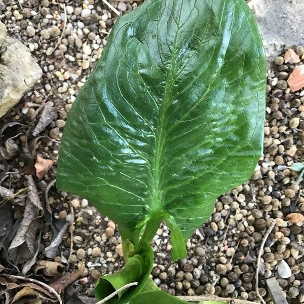 Elongated Arum (Arum Elongatum) Plant Care & How to Grow, Water
