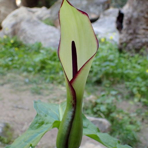 Water Arum (Arum Hygrophilum) Care Guide: Water, Soil & Propagation ...