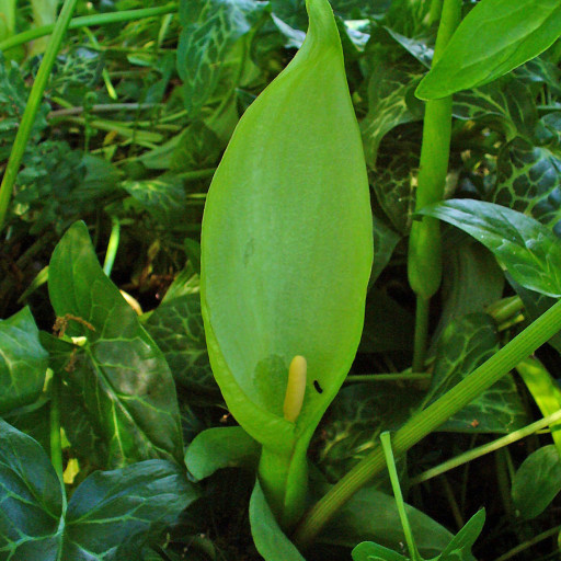 Italian Arum (Arum Italicum) Plant Care & How to Grow, Water