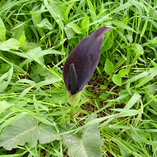 Black Calla (Arum Palaestinum) Plant Care & How to Grow, Water