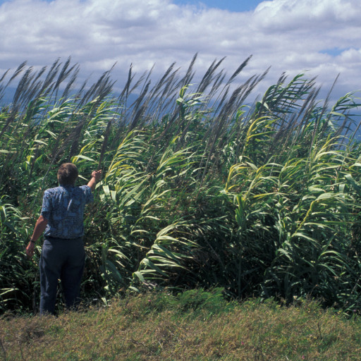 Bamboo Reed (Arundo Donax) Plant Care & How to Grow, Water