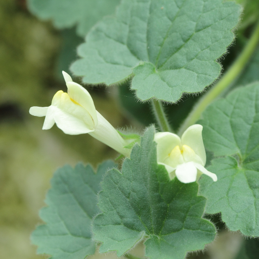 Trailing Snapdragon (Asarina Procumbens) Plant Care & How to Grow, Water