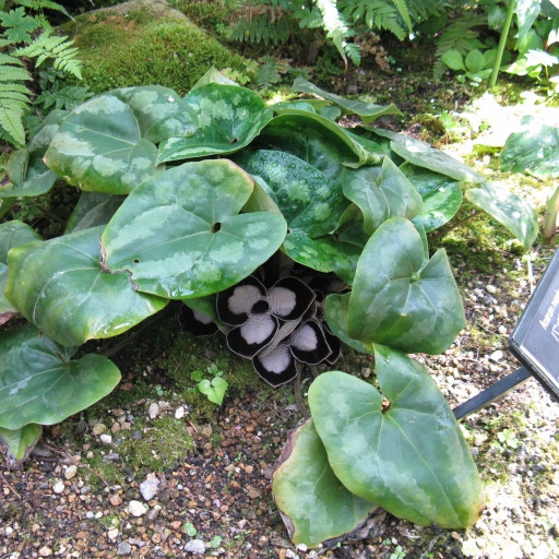 Wild Ginger (Asarum Maximum) Plant Care & How to Grow, Water