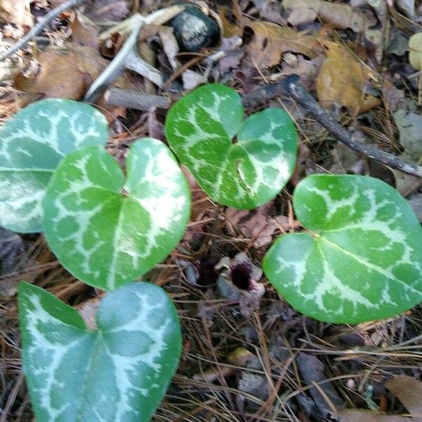 Virginia Heartleaf (Asarum Virginicum) Plant Care & How to Grow, Water