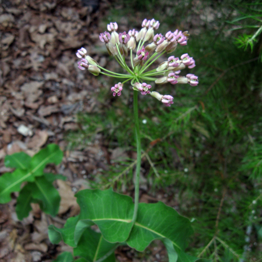 Clasping Milkweed (Asclepias Amplexicaulis) Plant Care & How to Grow, Water