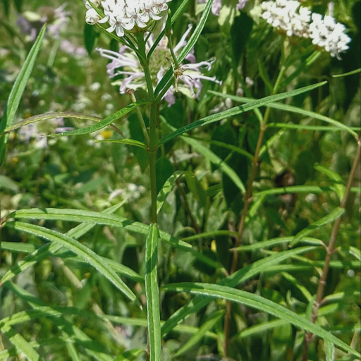 Arizona Milkweed (Asclepias Angustifolia) Plant Care & How to Grow, Water