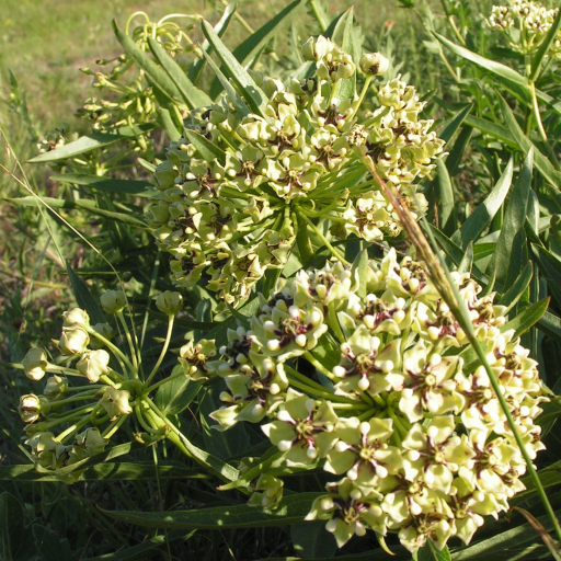 Antelope Horns (Asclepias Asperula) Plant Care & How to Grow, Water