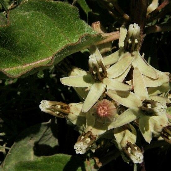 Emory's Milkweed (Asclepias Emoryi) Plant Care & How to Grow, Water