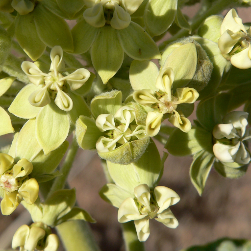 Desert Milkweed (Asclepias Erosa) Plant Care & How to Grow, Water