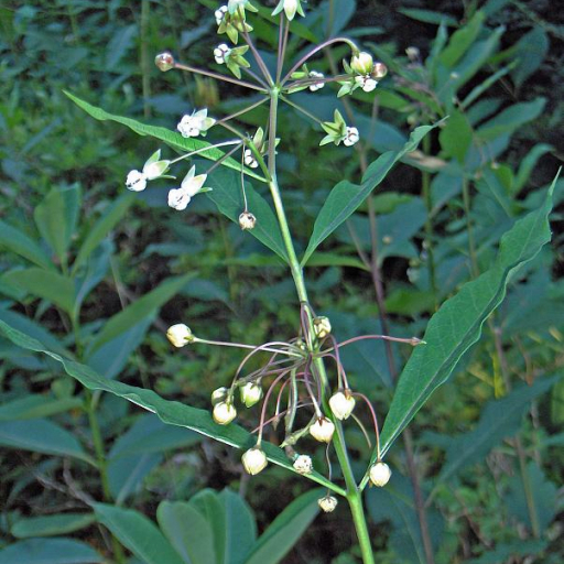 Poke Milkweed (Asclepias Exaltata) Plant Care & How to Grow, Water