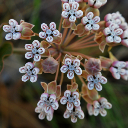 Pinewoods Milkweed (Asclepias Humistrata) Plant Care & How to Grow, Water