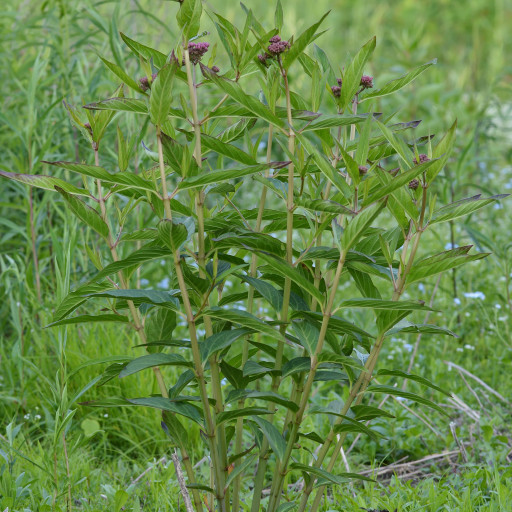 Swamp Milkweed (Asclepias Incarnata) Plant Care & How to Grow, Water